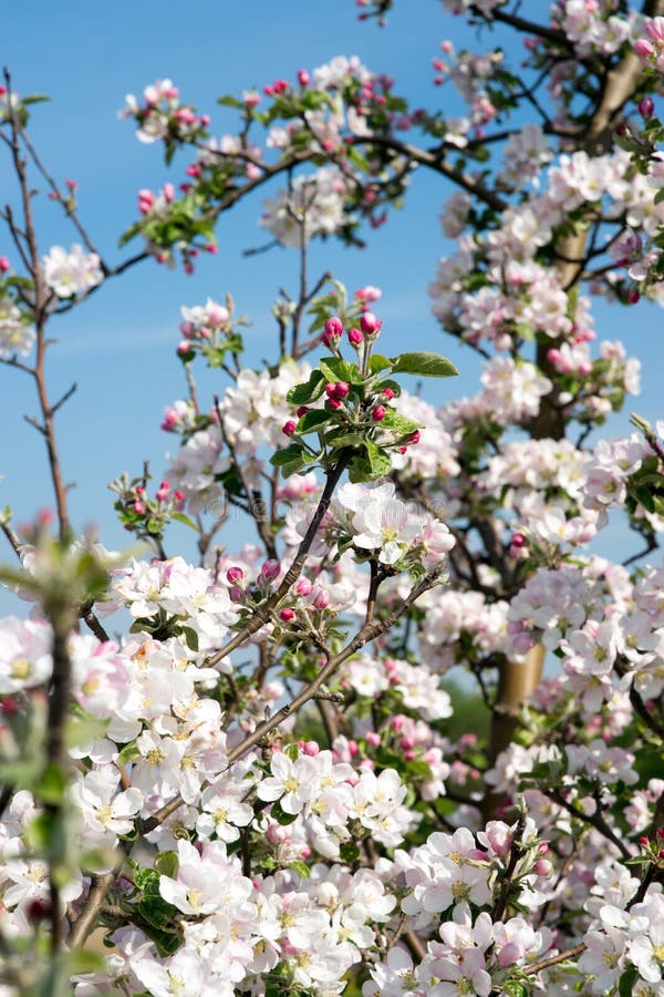 Apple tree blossom stock image. Image of spring, apple - 60855149