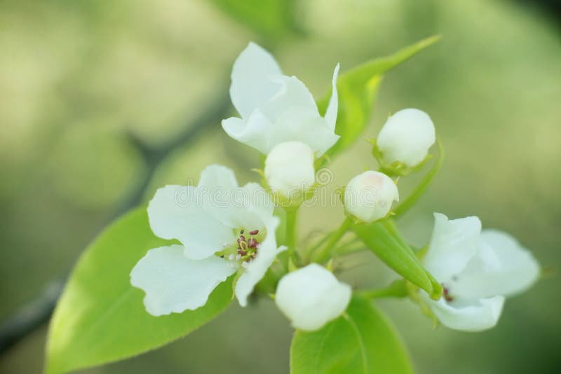 Apple Tree Blossom. Springtime Nature Stock Photo - Image of branch ...
