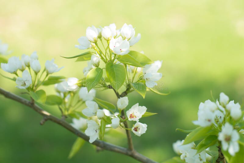 Apple Tree Blossom. Springtime Nature Stock Image - Image of blooming ...