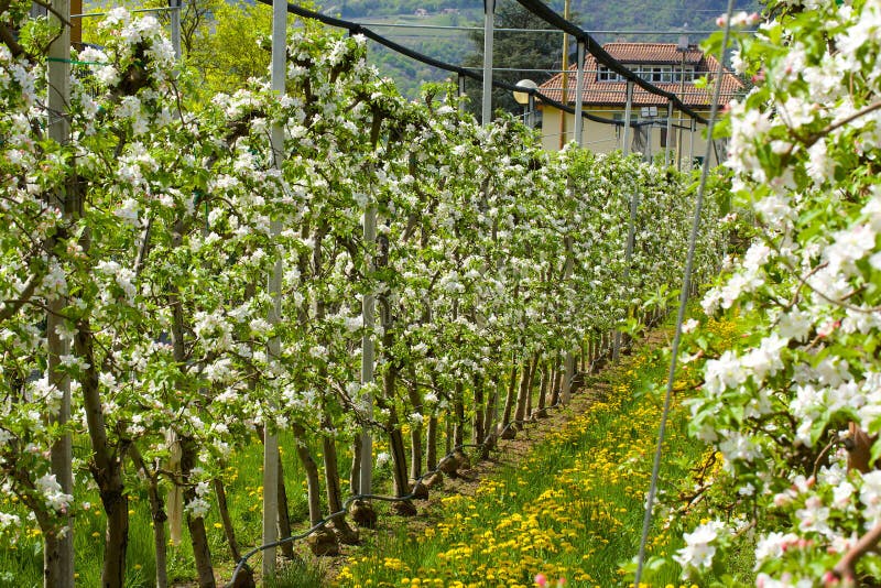 Apple Tree Blossoming Period Stock Image - Image of netting, dandelion ...