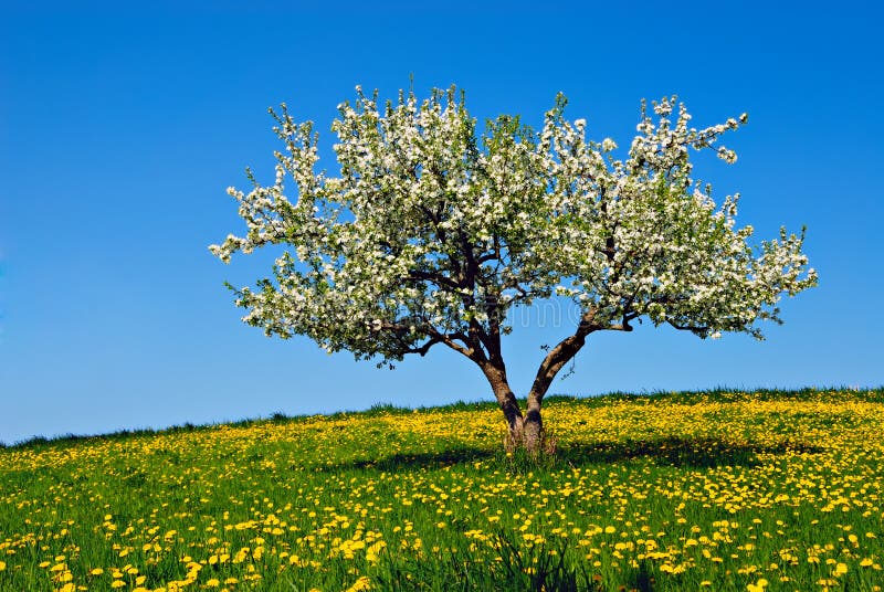 Apple tree with blossoms stock image. Image of field, hill - 2598931