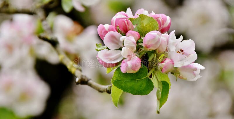 Green Apple on a Tree stock photo. Image of close, background - 101173928