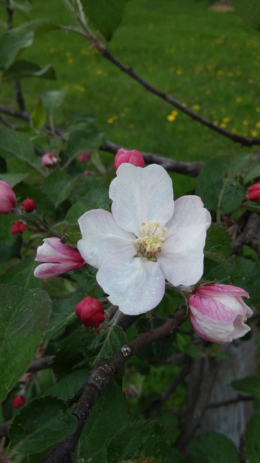 Apple tree stock photo. Image of tree, white, early, apple - 86466960