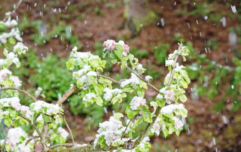 Apple Tree Blossoms in Snow Snowfall Spring Stock Image - Image of ...