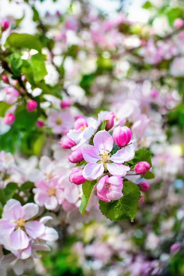 Apple Tree Blossoms in Spring Stock Photo - Image of green, delicate ...