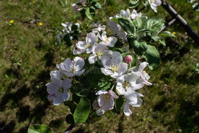 Apple Tree Blossoms in Spring in the Garden Stock Photo - Image of ...