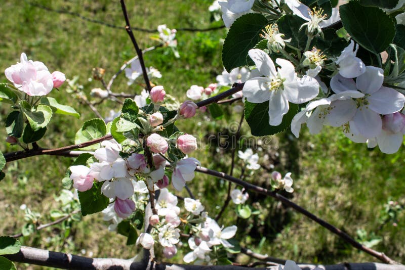 Apple Tree Blossoms in Spring in the Garden Stock Photo - Image of ...