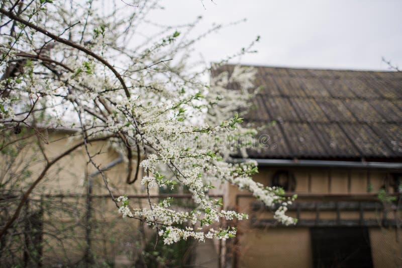 Apple Tree Blossoms in Spring in the Village Stock Photo - Image of ...