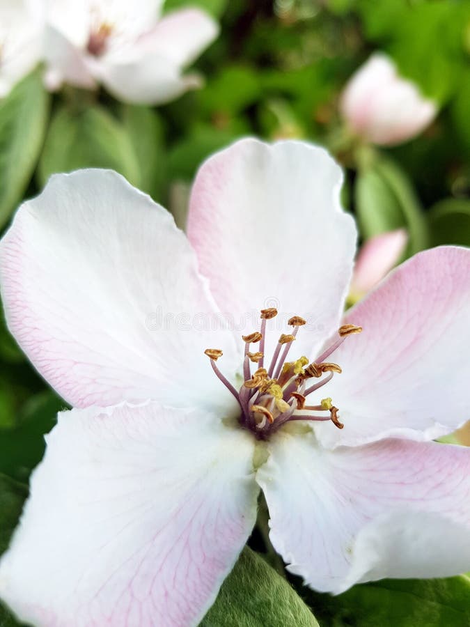 Apple Tree Blossoms with White Petals Against the Background of Green ...