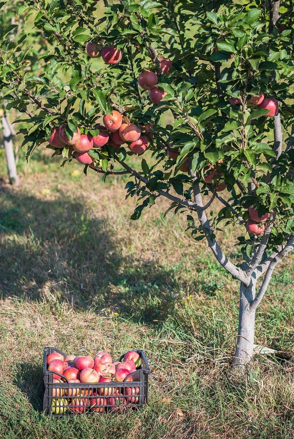 Apple Tree `Red Chief` with Apples Stock Photo - Image of harvest ...