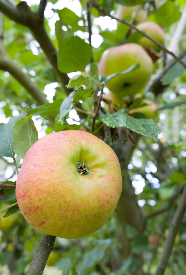 Apple Tree, Bramley Apple Growing in UK Stock Image - Image of detail ...