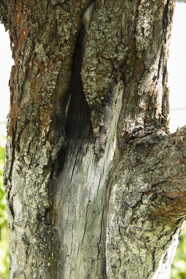 An Apple Tree Branch Affected by the Disease Stock Photo - Image of ...