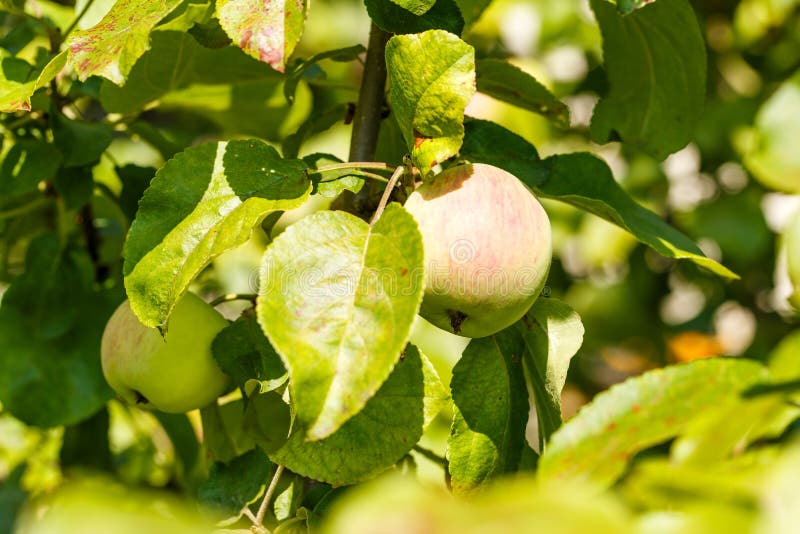 Apple Tree Branch with Apples Stock Image - Image of juicy, healthy ...