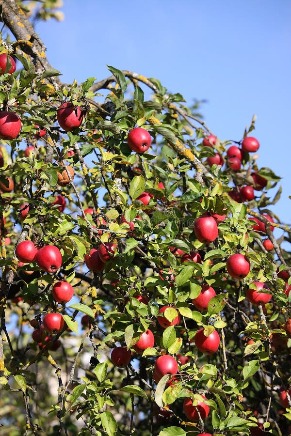 Apple Tree Branch with Apples Stock Image - Image of outdoor, morning ...