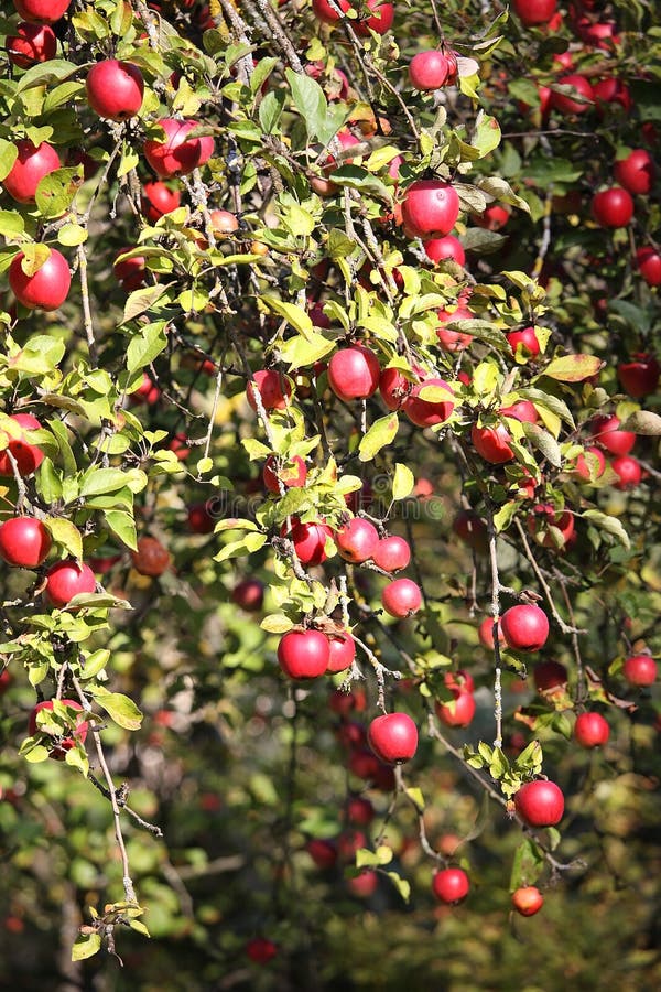 Apple Tree Branch with Apples Stock Photo - Image of morning, abstract ...
