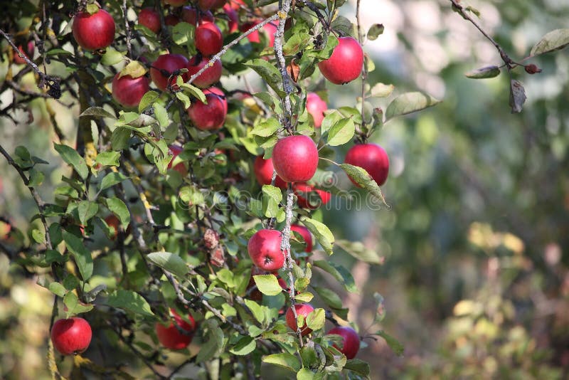 Apple Tree Branch with Apples Stock Photo - Image of night, dreamstime ...