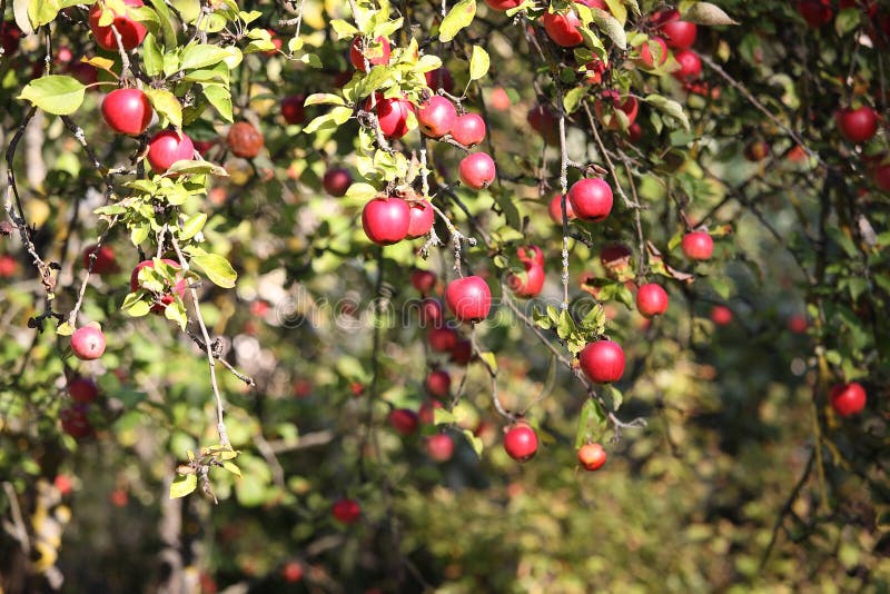 Apple Tree Branch with Apples Stock Photo - Image of beauty, peaceful ...