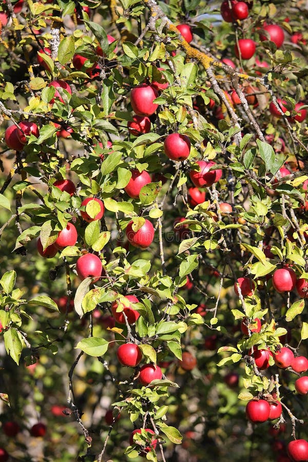 Apple Tree Branch with Apples Stock Image - Image of peaceful, beauty ...