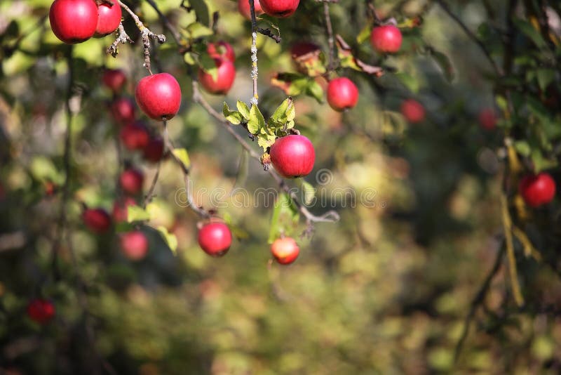 Apple Tree Branch with Apples Stock Image - Image of evening, season ...