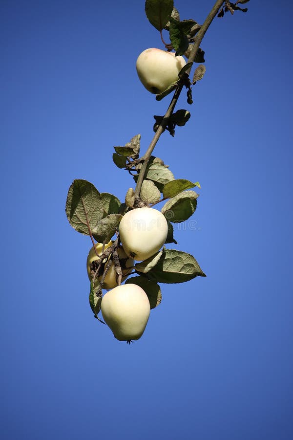 Apple Tree Branch with Apples Stock Photo - Image of evening, shimmer ...