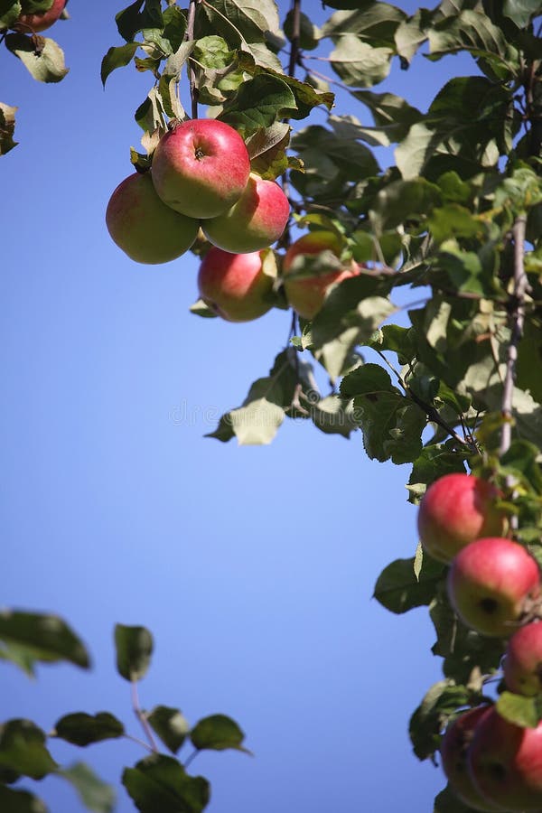Apple Tree Branch with Apples Stock Photo - Image of blue, dawn: 78112042