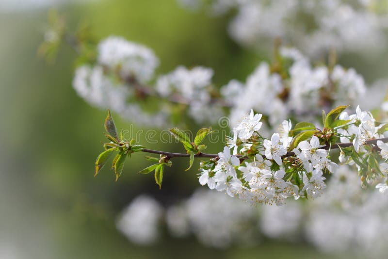 Apple Tree Under Snow in Winter Stock Image - Image of beautiful, apple ...