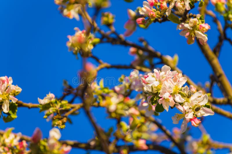 Apple Tree Branch in Blossom on Blue Sky Background Stock Photo - Image ...