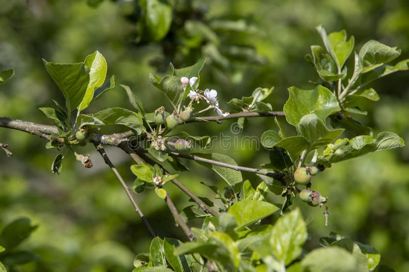 Apple Tree Branch in Blossom in Spring with the Beginning of Small ...