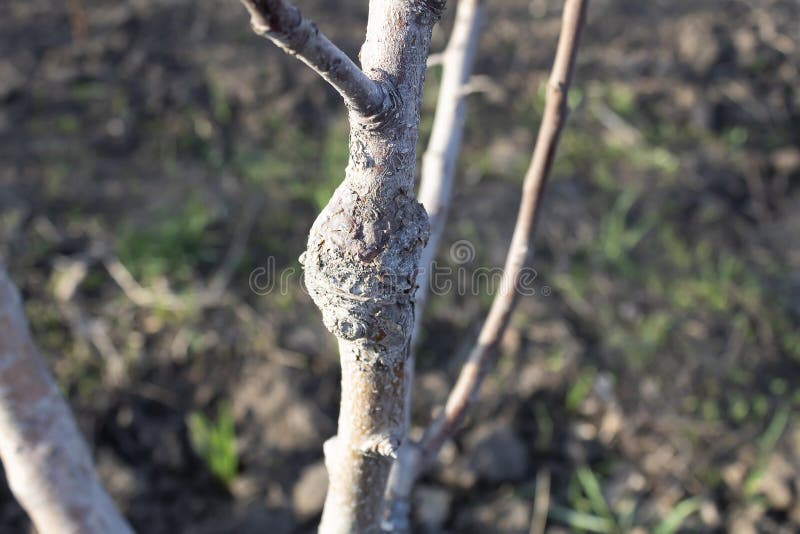 Callus Has Formed at the Site of Inoculation Stock Photo - Image of ...