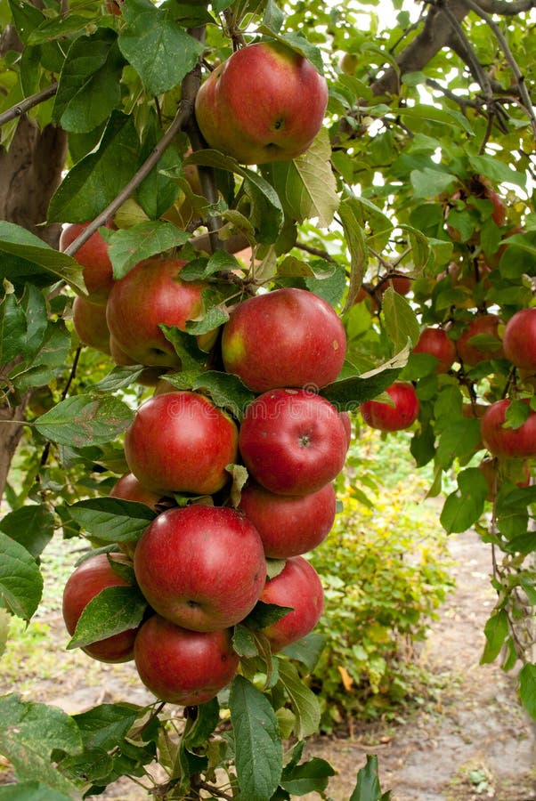 Apple tree branch. crop stock image. Image of green - 101912997