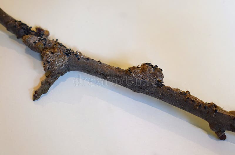 Apple Tree Branch Damaged by White Leafhopper Stock Photo - Image of ...