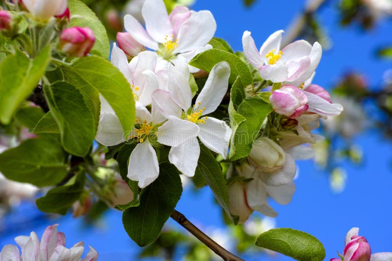Apple Tree Branch with Flowers Stock Photo - Image of leaf, plant: 97608864