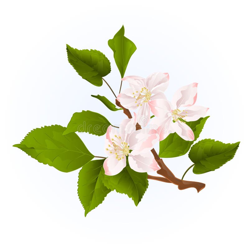 Apple Tree Branch with Flowers Vintage Vector Stock Vector ...