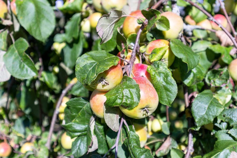 An Apple Tree Branch Full of Apples on a Sunny Day Stock Image - Image ...