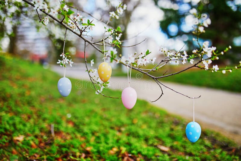 Apple Tree Branch in Full Bloom Decorated with Easter Eggs Stock Image ...