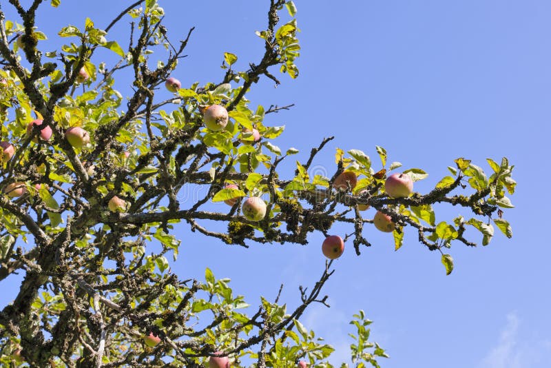 Apple tree stock image. Image of gardening, leaf, fruits - 25502731