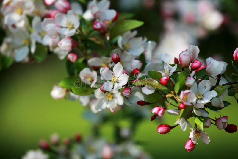 Apple Tree Branch. Apple Blossoms. Stock Photo - Image of background ...