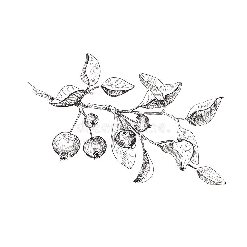 Apple Tree Branch. Hand Drawn Sketch Style Illustration. Isolated on ...