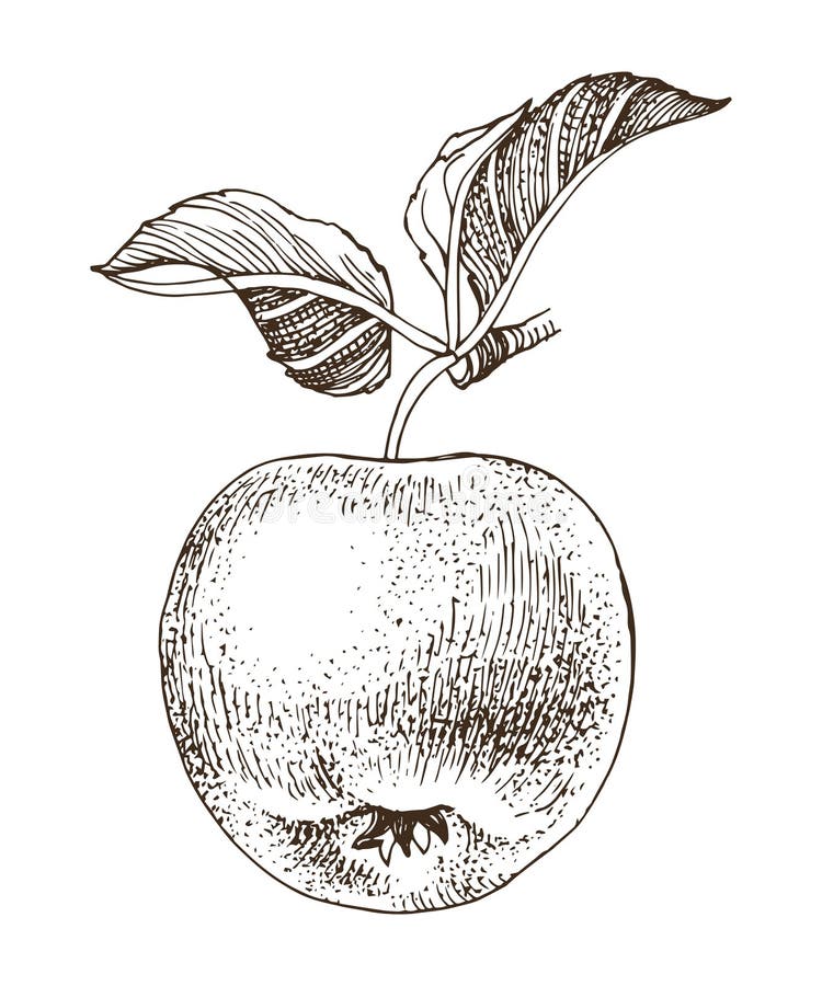 Apple Tree Branch Hand Drawn Vector Stock Illustration - Illustration ...