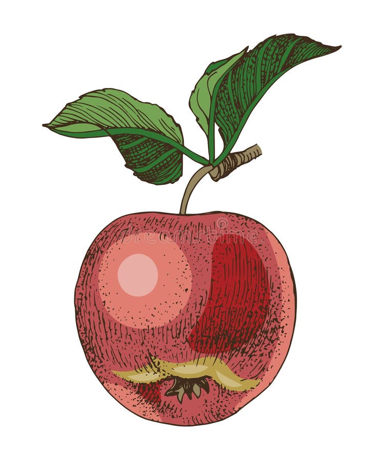 Apple Tree Branch Hand Drawn Vector Stock Illustration - Illustration ...