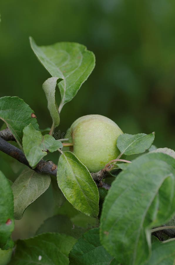 Apple tree stock image. Image of twig, close, tree, fruit - 74771427