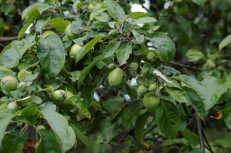 Apple tree stock image. Image of focus, close, twig, immature - 74771629