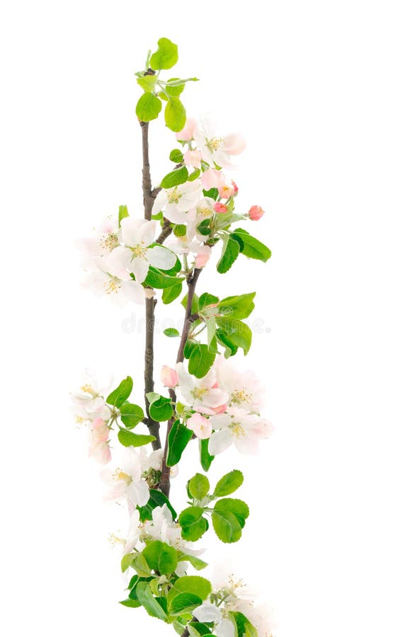 Apple tree branch stock image. Image of season, blooming - 185175023