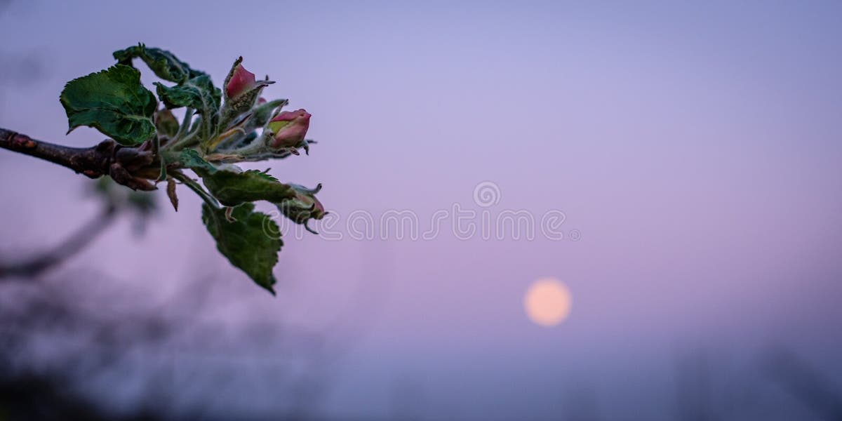 115 Scary Apple Tree Stock Photos - Free & Royalty-Free Stock Photos ...