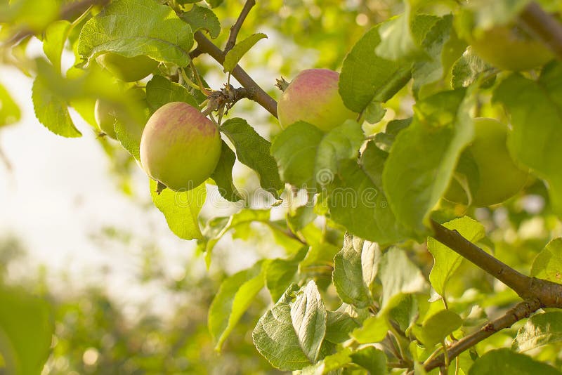 Apple Tree Branch with Leaves. Stock Image - Image of leaves ...