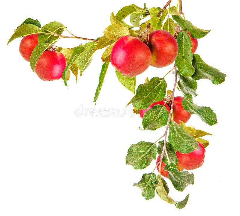 Apple Tree Branch with Leaves Isolated Stock Photo - Image of isolated ...