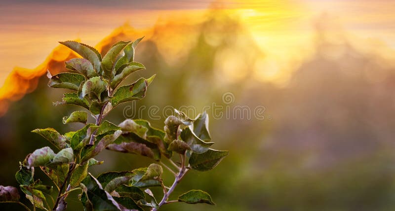 Apple Tree Branch with Leaves on Sky Background during Sunset Stock ...