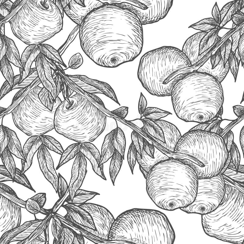 Apple Tree Branch. Line Art, Sketch, Engraving, Line Art. Seamless ...