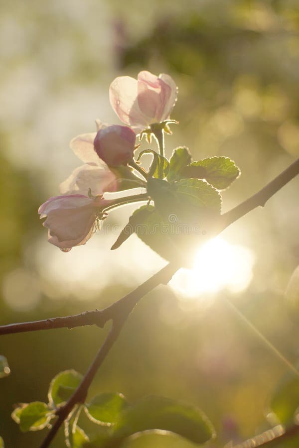 Apple Tree Branch with Pink Flowers and Buds at Sunrise Stock Image ...