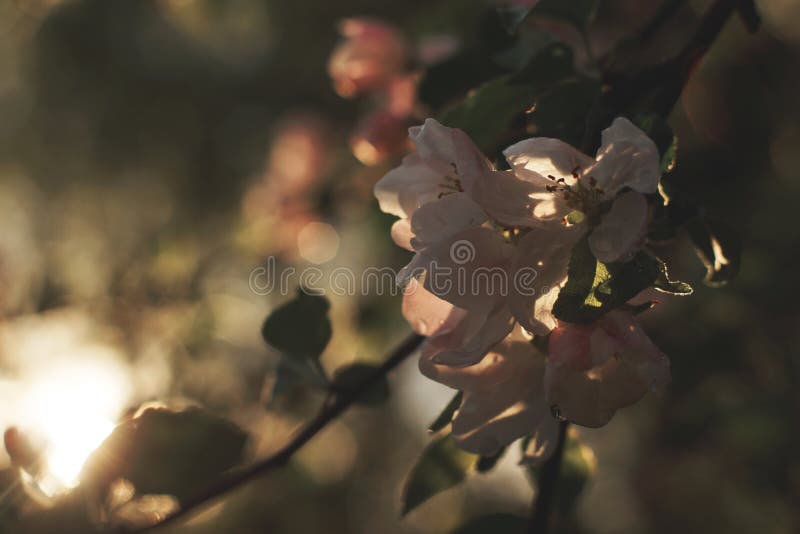 Apple Tree Branch with Pink Flowers at Sunrise Stock Image - Image of ...